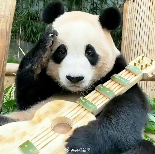 Beloved Panda 'Fubao' Returns Home to China After Gaining Global ...