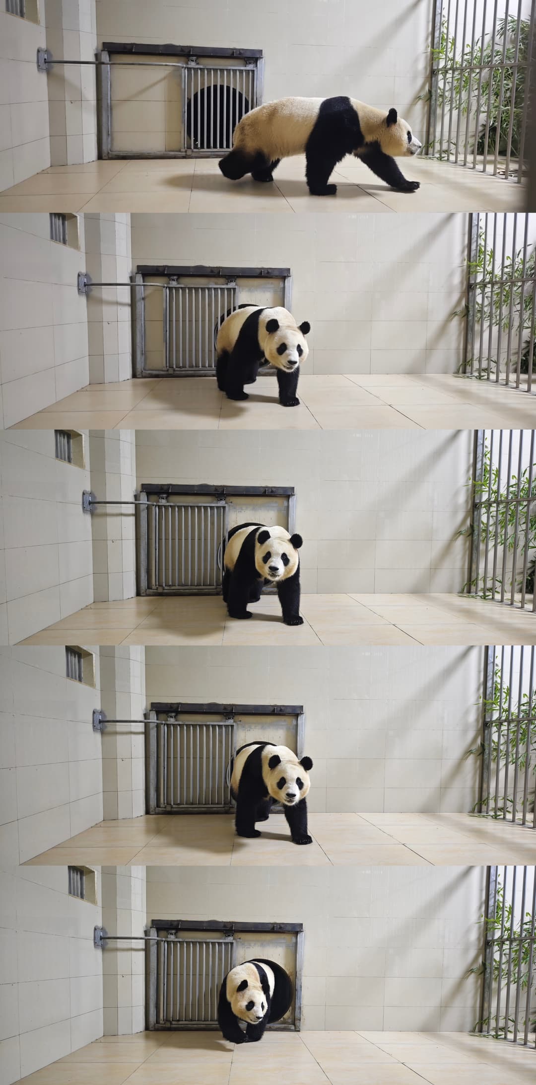 Beloved Giant Panda, Fu Bao, Returns to China After Three Years in ...