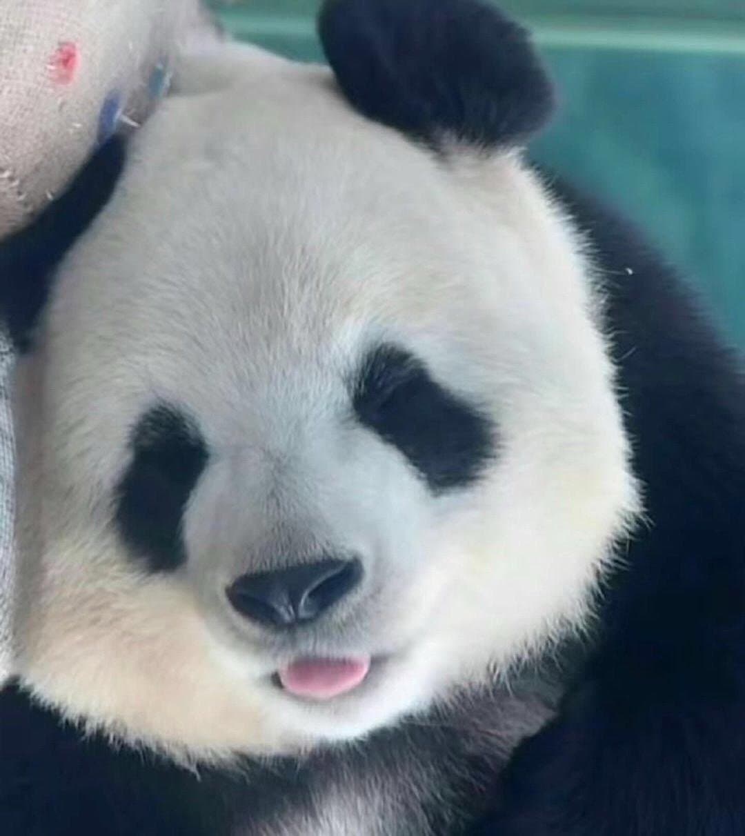 Heartwarming Moment: Giant Panda 'Baby Panda' Wins Hearts with Playful ...