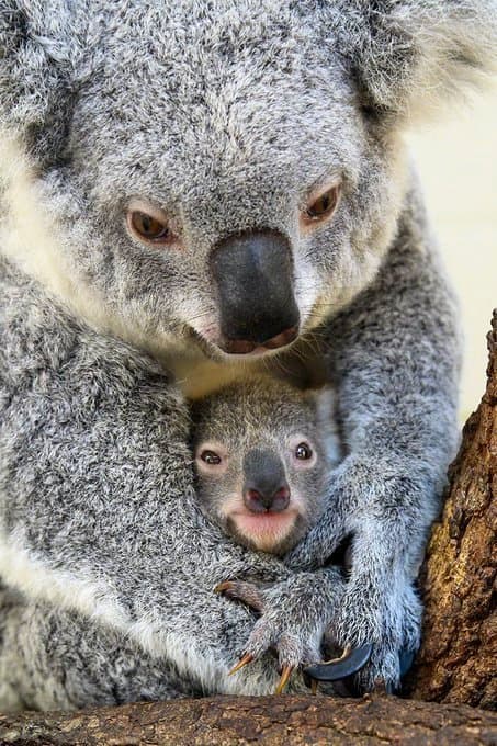 Australia's Koala Cull: Helicopter Shooting Sparks International ...