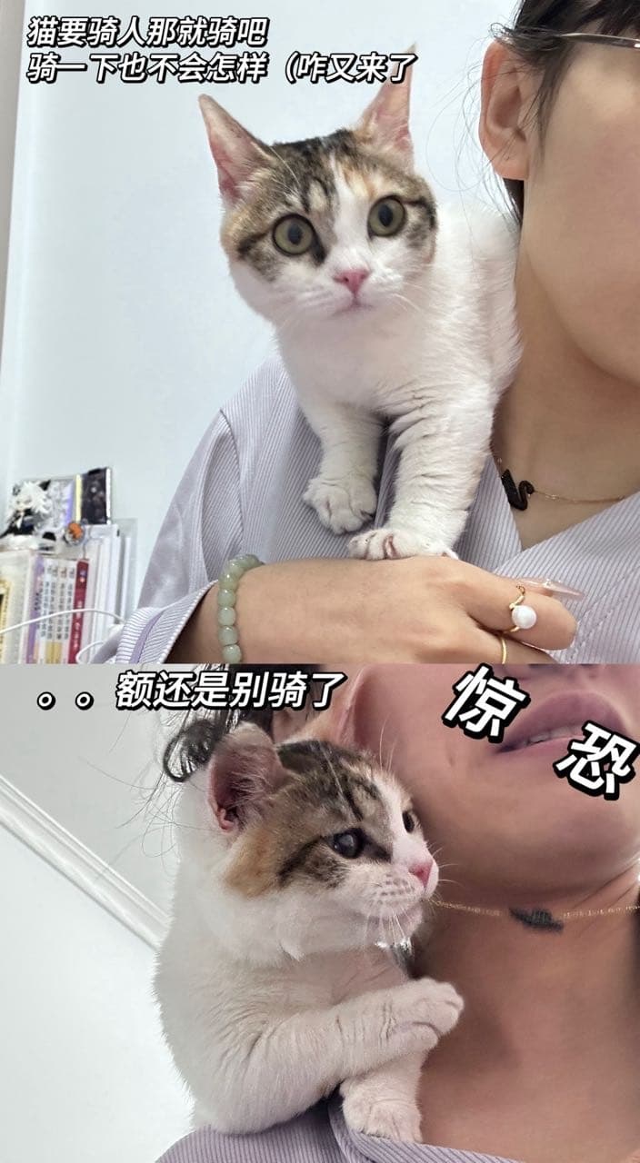 Cat Corpse Found in University Desk Sparks Outrage and Concerns Over ...