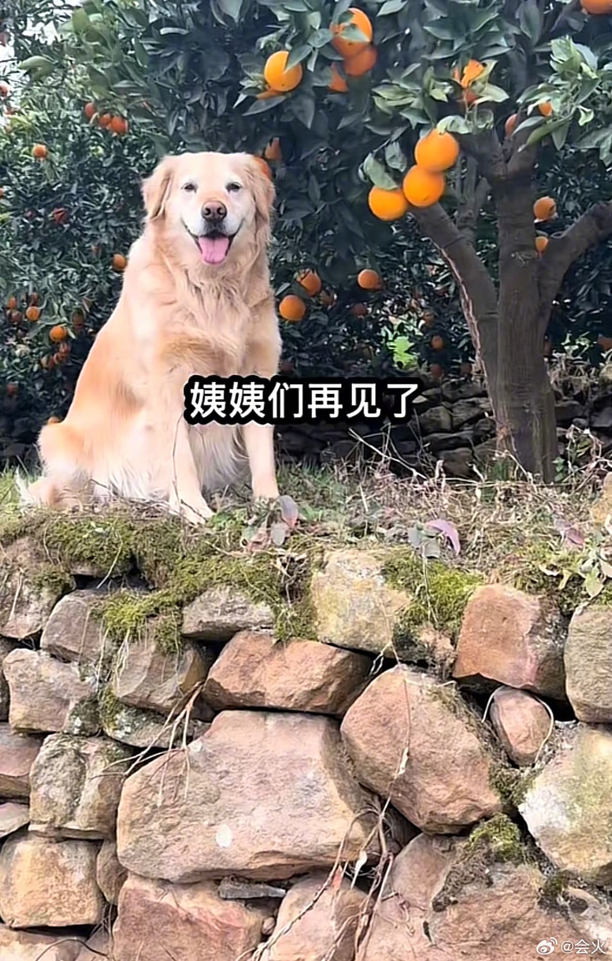 Beloved Internet Sensation Xiao Gou Mao Mao Passes Away, Leaving Behind ...